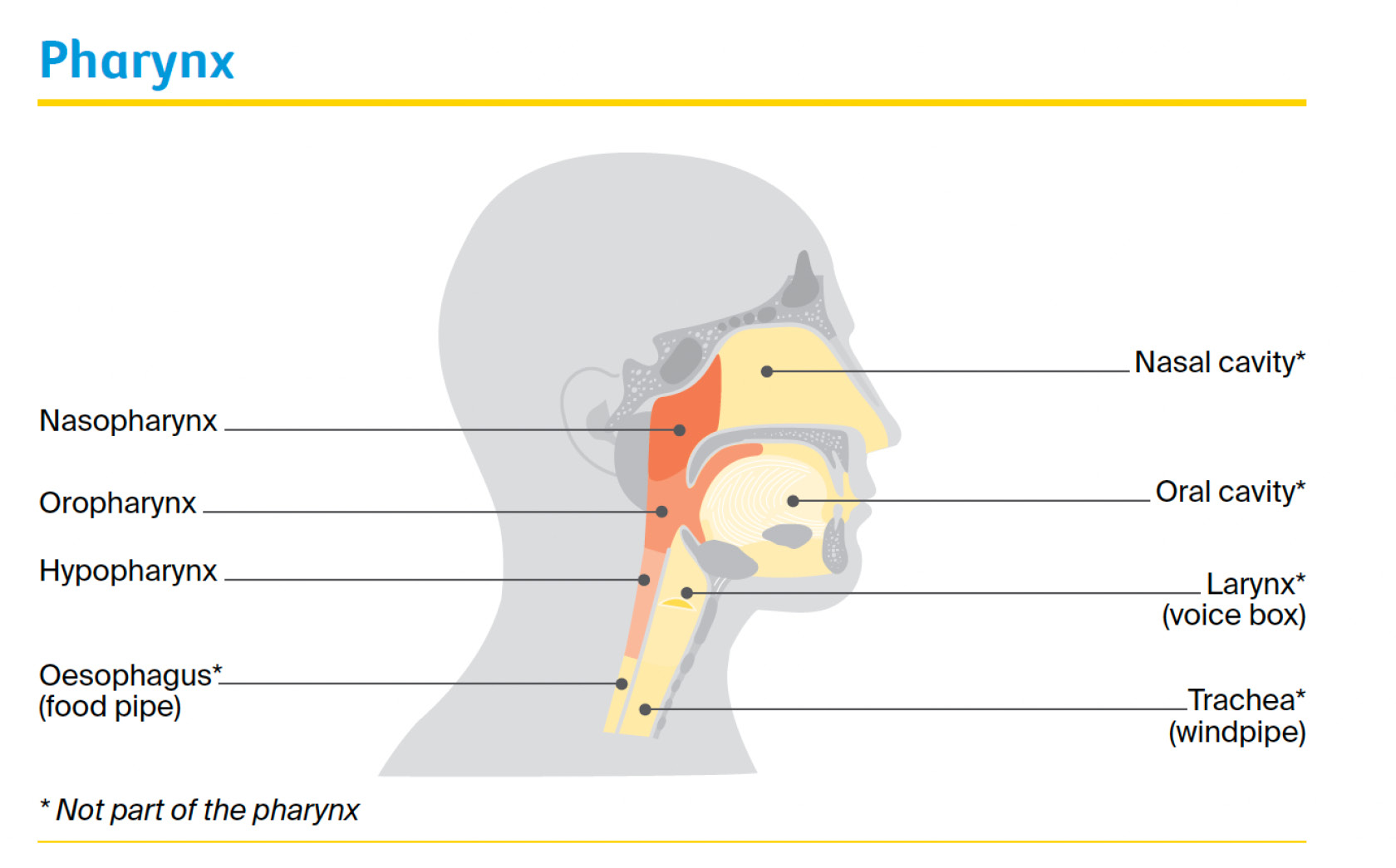 Head and Neck Cancers: What are head and neck cancers? - Cancer Council Head and Neck Cancers: What are head and neck cancers? - Cancer Council